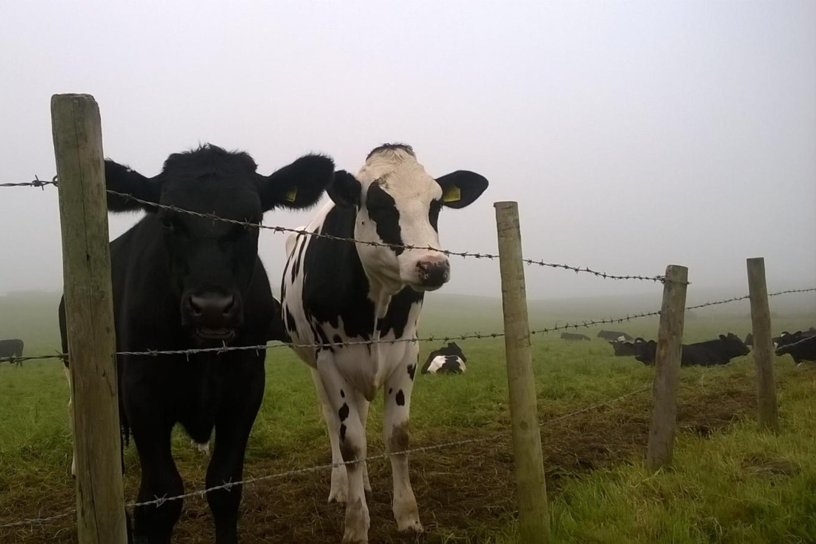 A Dairy Code of Conduct to bring about meaningful change, letter urges ...