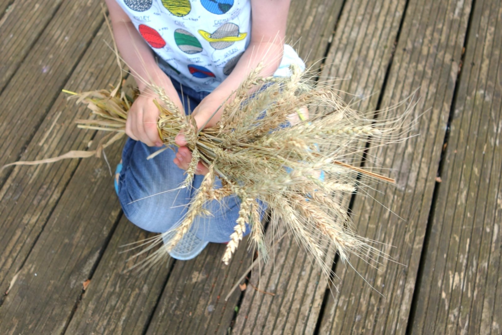 Grow your own bread | Sustain