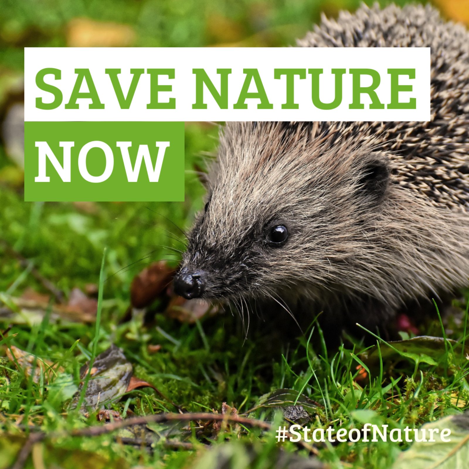 New state of nature report shows that biodiversity loss is still out of ...