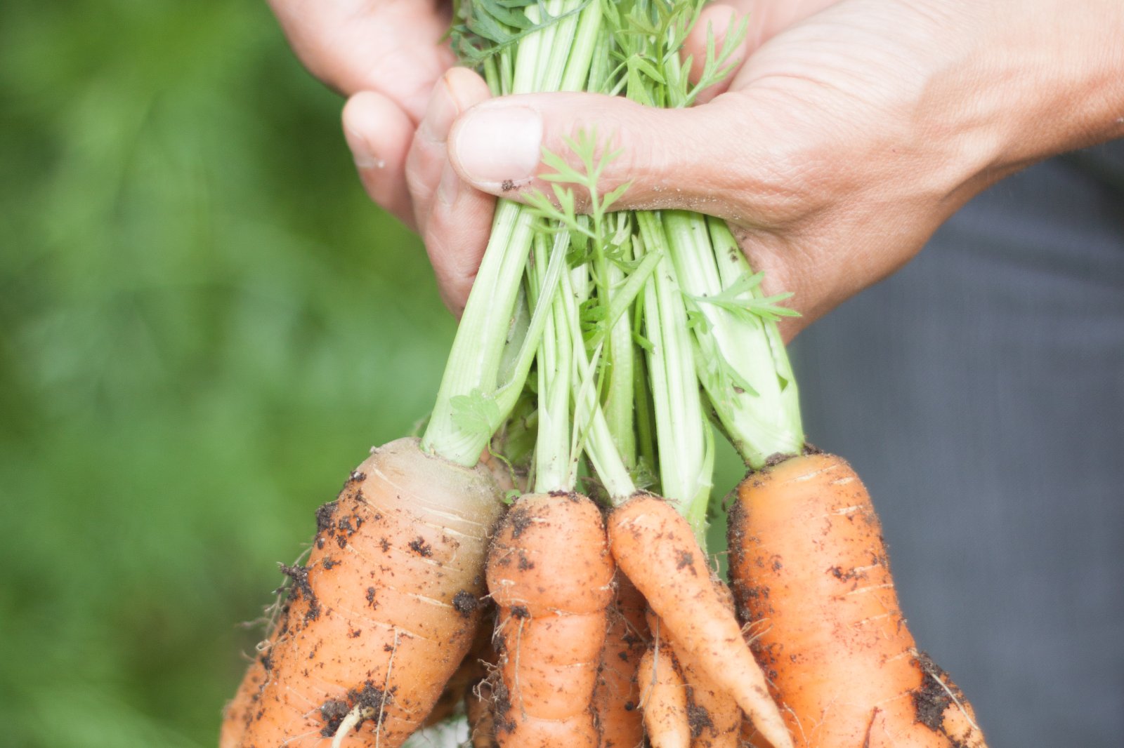 Local Food Growth Plan: A collaborative plan for action | Local Food Plan