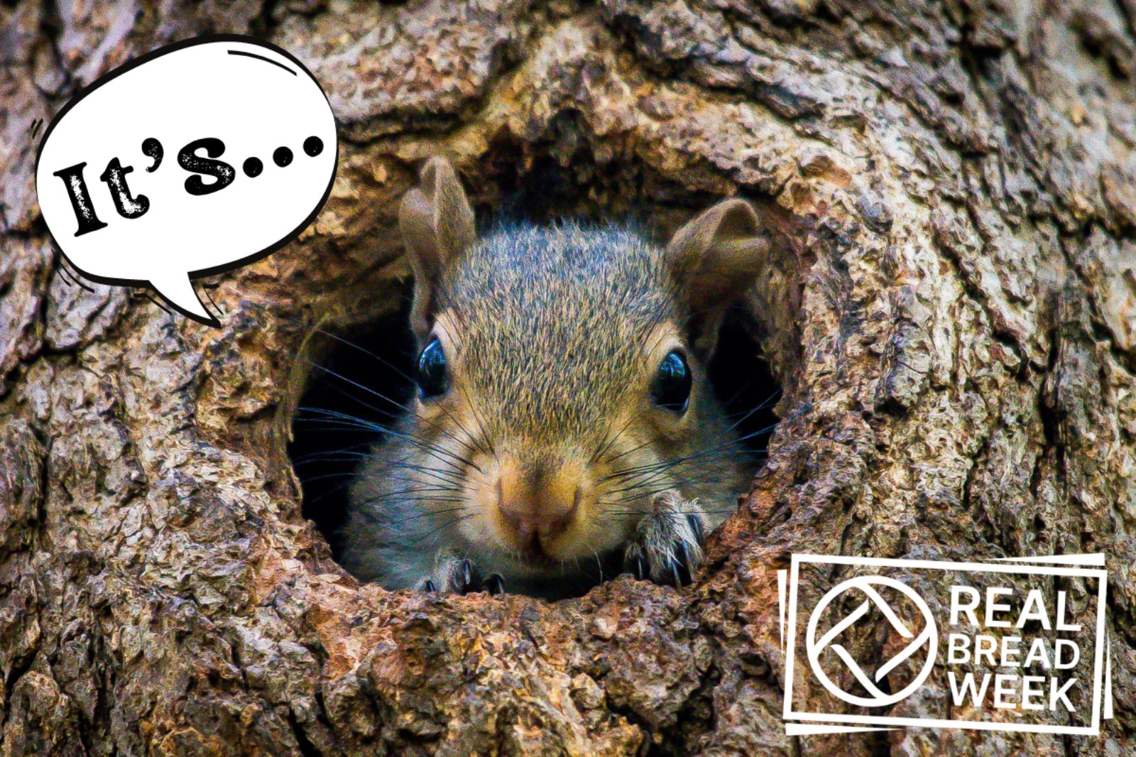 It's Real Bread Week! | Sustain