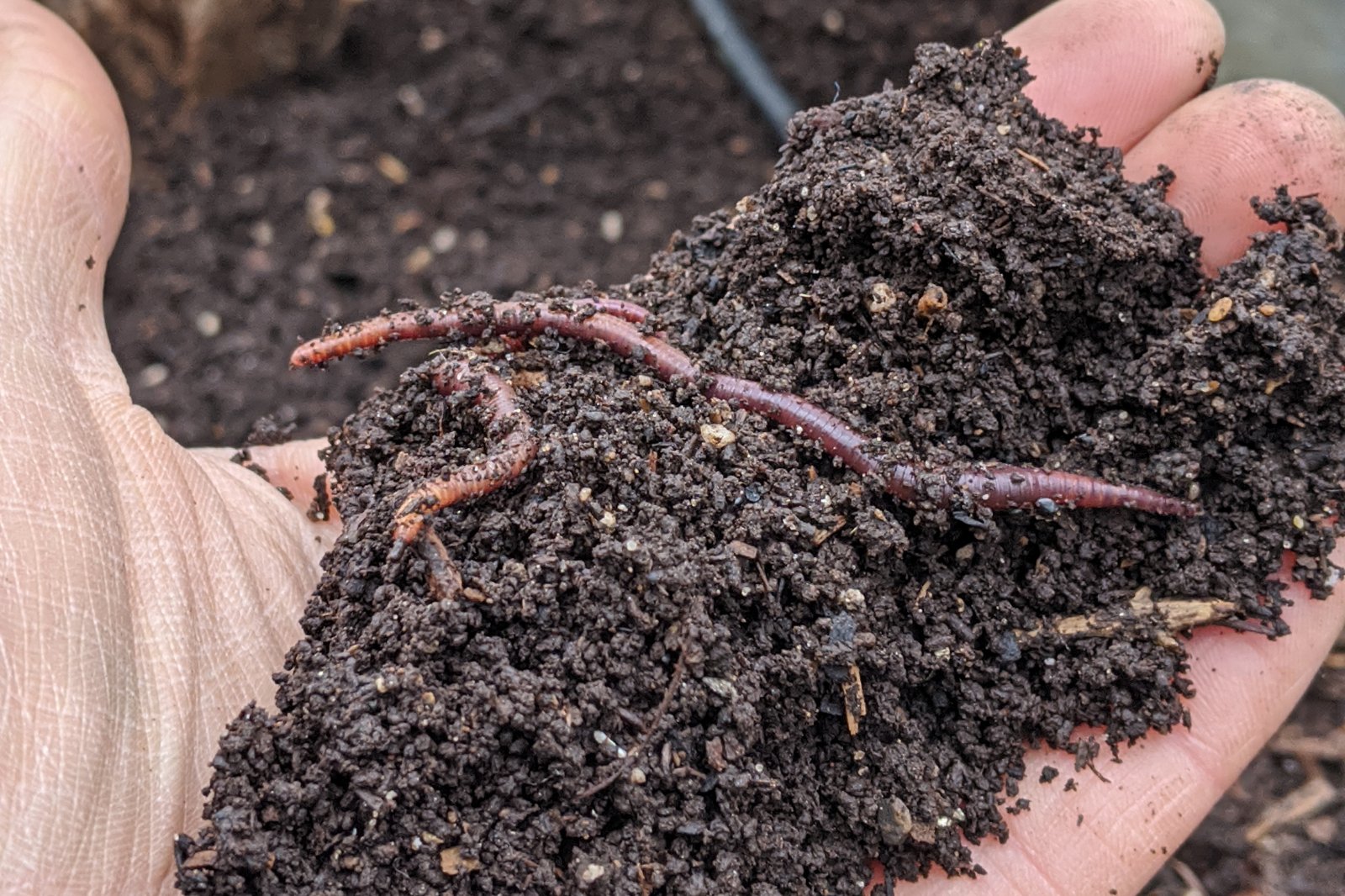 The A to Z of composting | Sustain