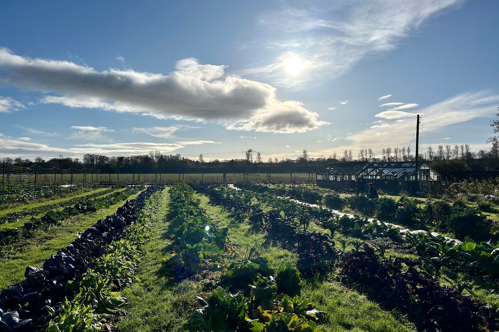 Gives Peas a Chance | Sustain