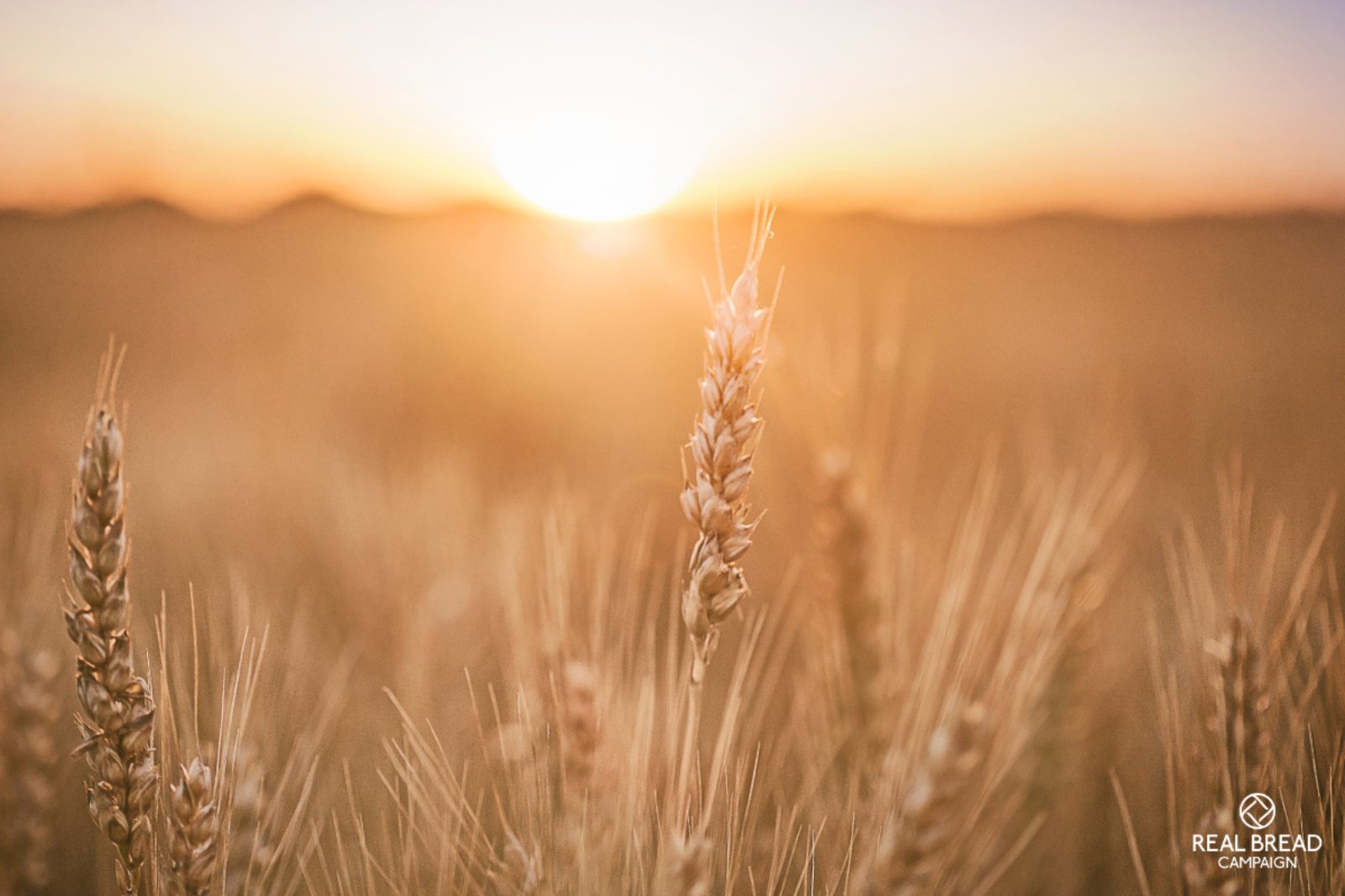 Wheat shortage? | Real Bread Campaign