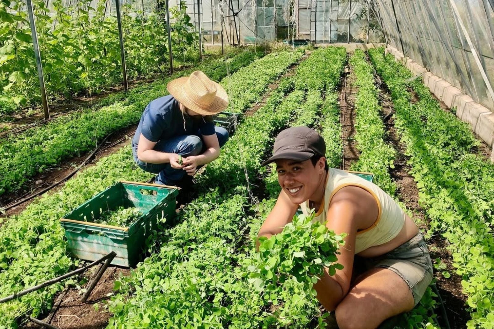 Finding your path: careers in sustainable food and farming @UKsustain | Roots To Work