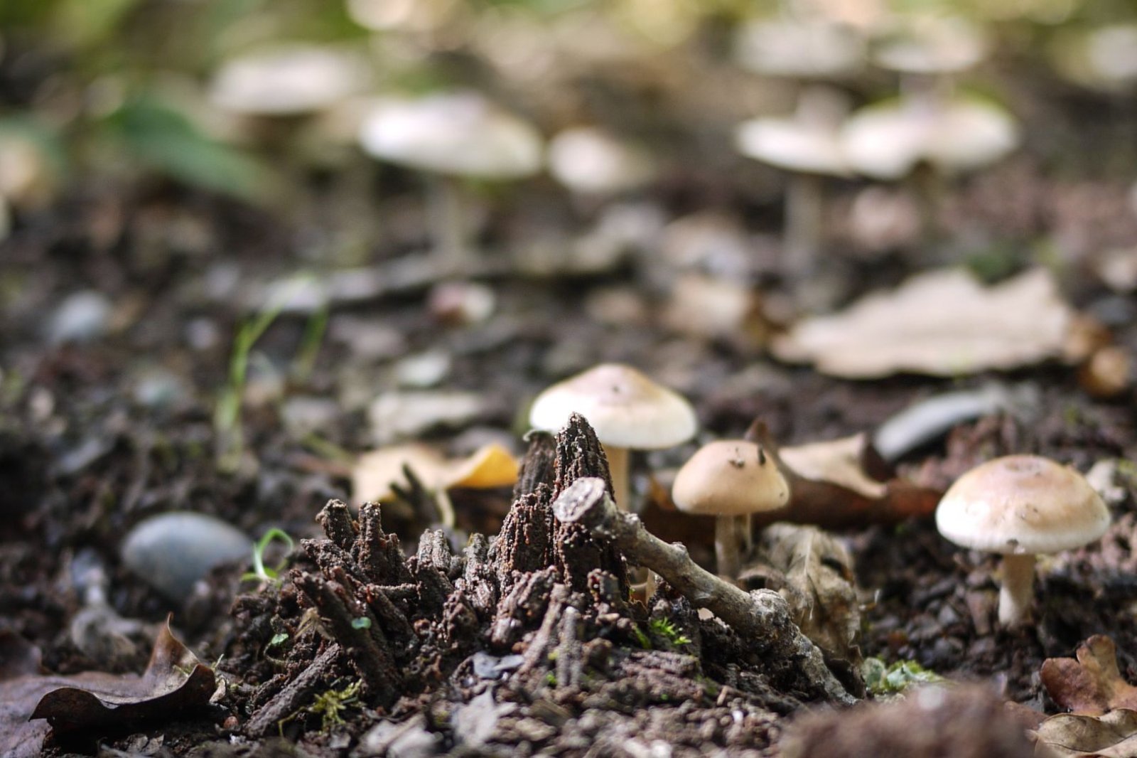 Mycelium: cultivating soil health | Capital Growth
