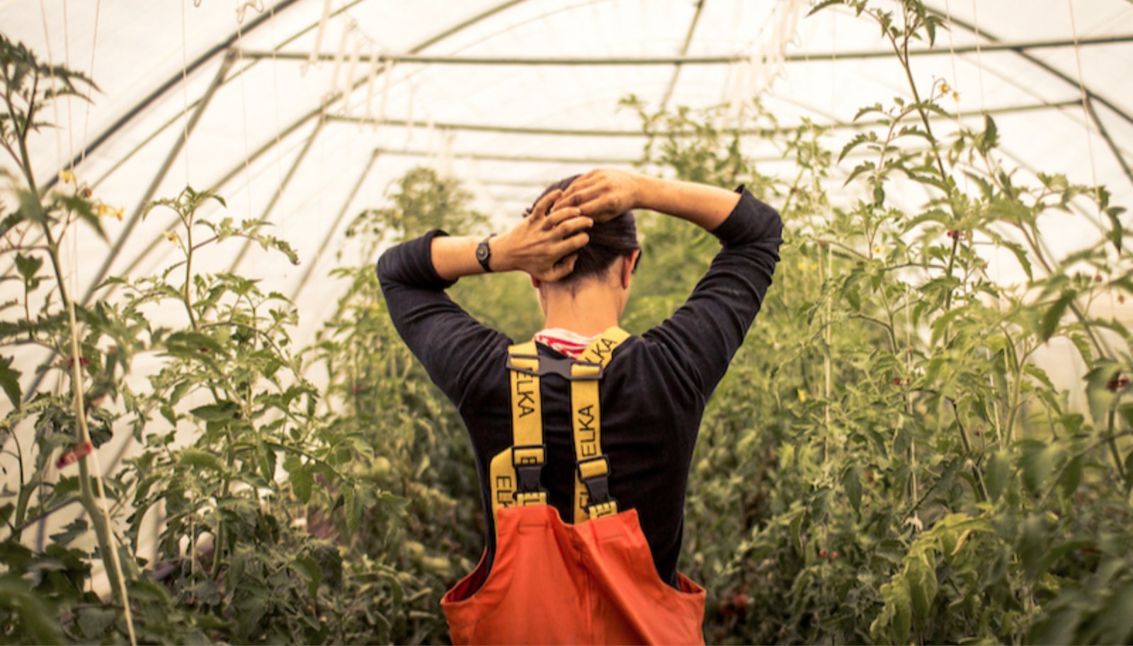 Local Food Policy briefing: What can national government do to grow the ...