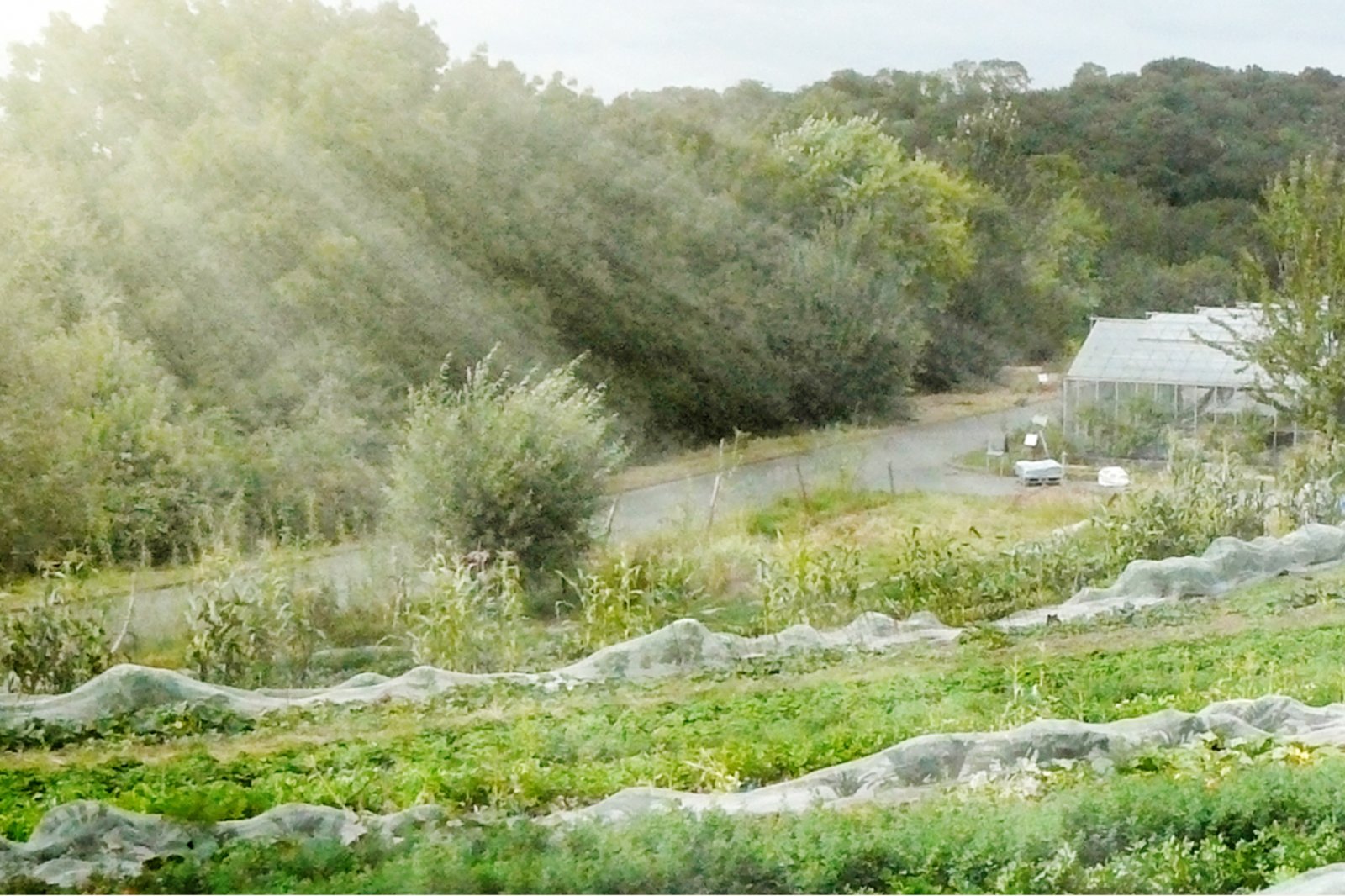 Farming the Fringe: unlocking land and opportunities for local food ...