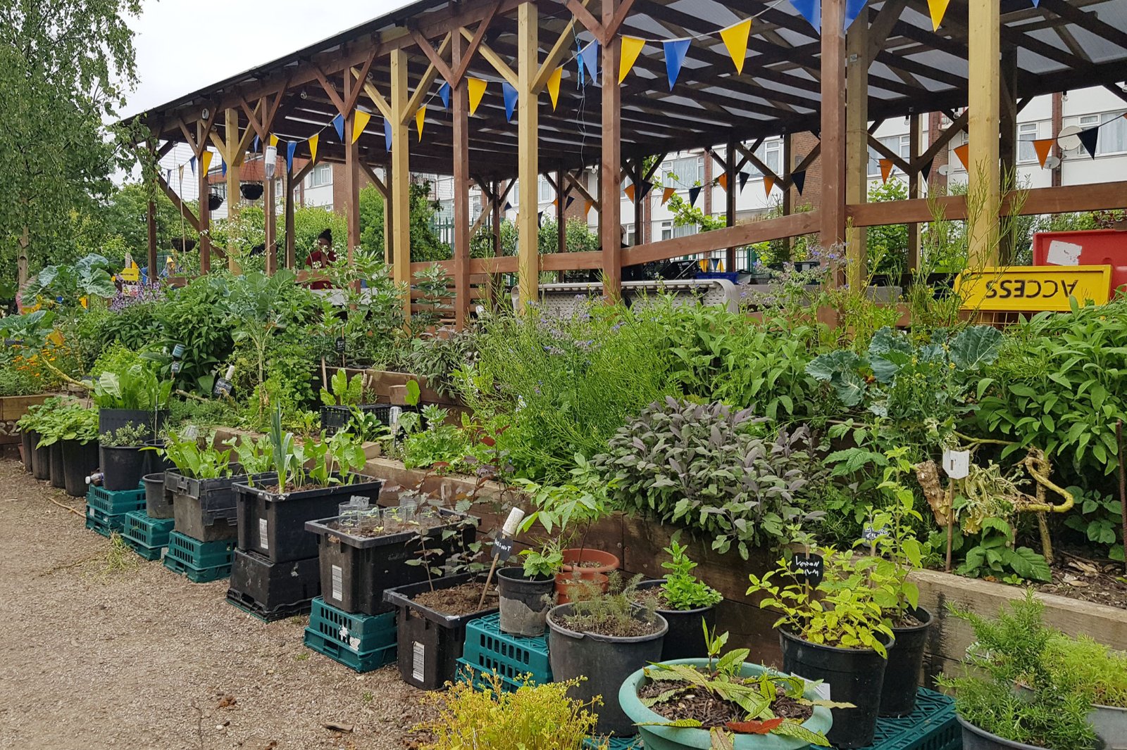 Growing South Asian Vegetables in the UK | Sustain