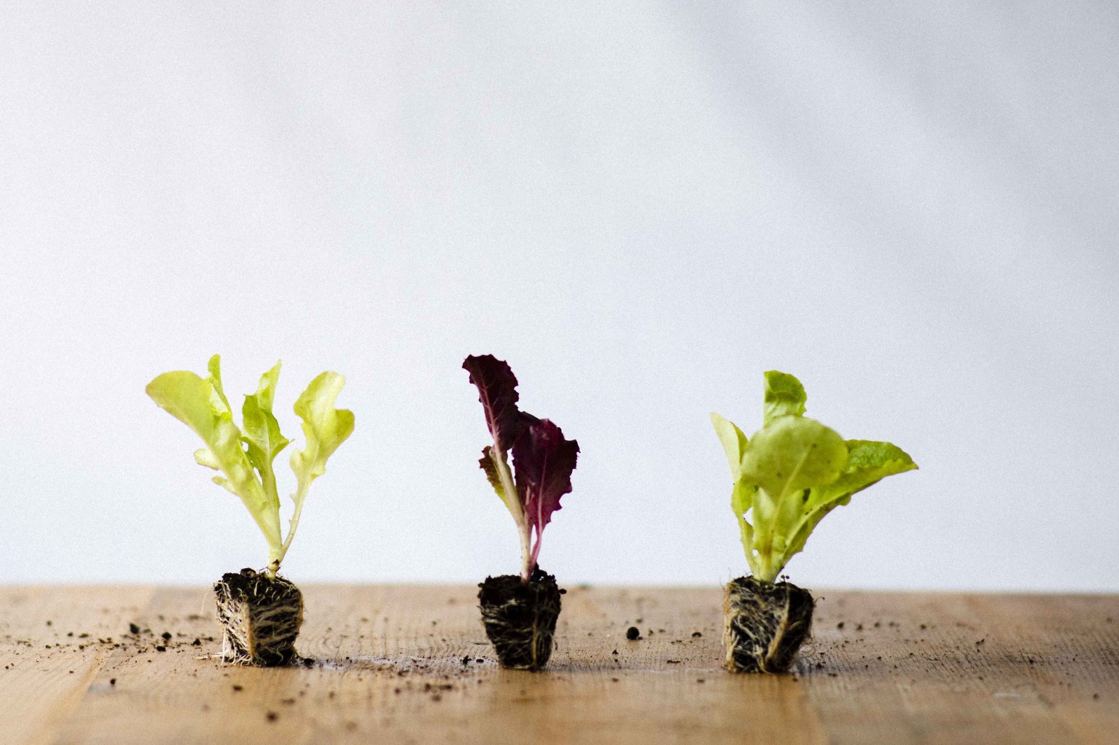 Top up your plots: what to grow now | Sustain