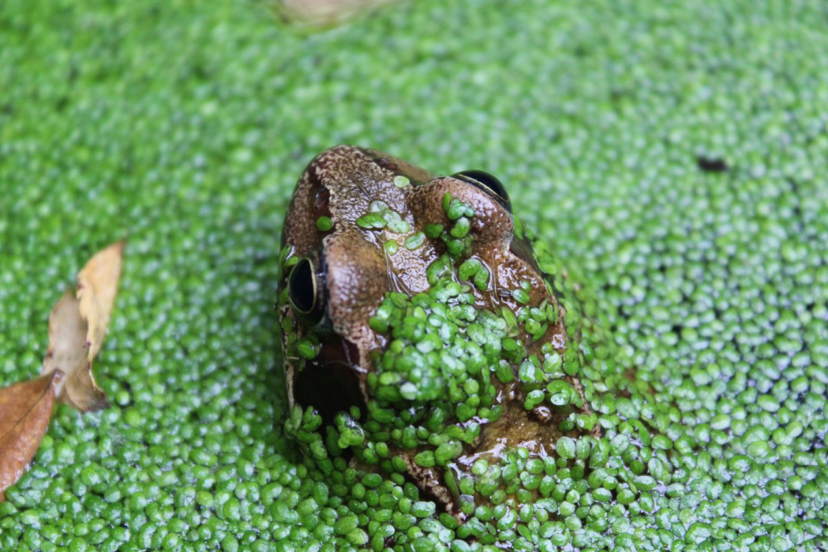 FrogLife is making a splash in south London | Capital Growth