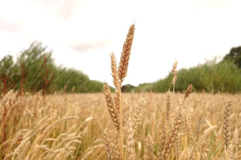 The Real Bread Campaign | Real Bread Campaign