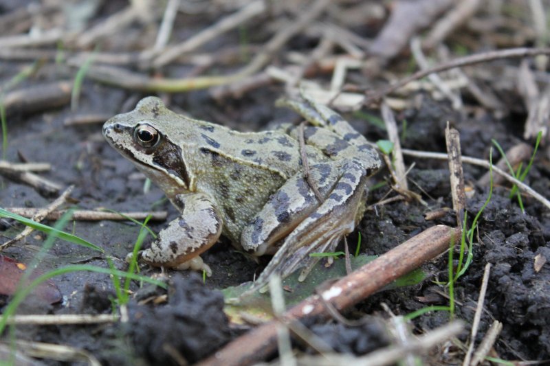 FrogLife is making a splash in south London | Sustain