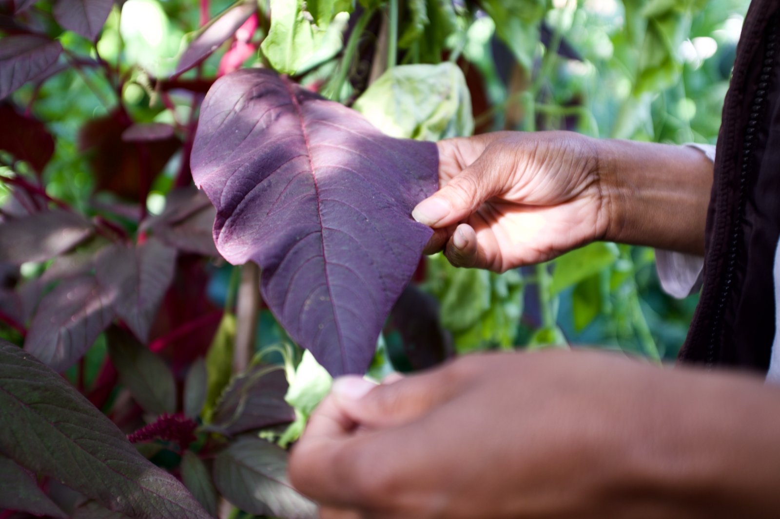 Black Rootz | Capital Growth